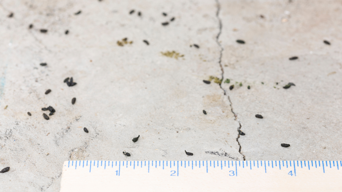 Identifying a Mouse Infestation - Pest Protection Plus inc.